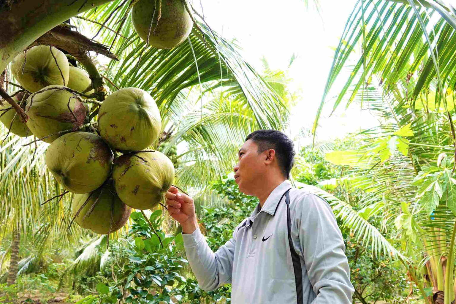 Fado IExport : Fresh Coconut Source, Premium B2B Coconut