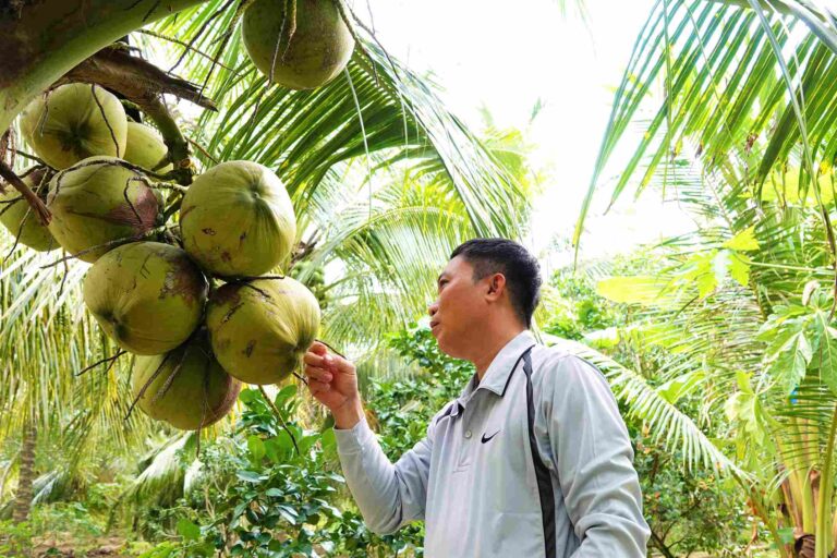 Fado IExport : Fresh Coconut Source, Premium B2B Coconut