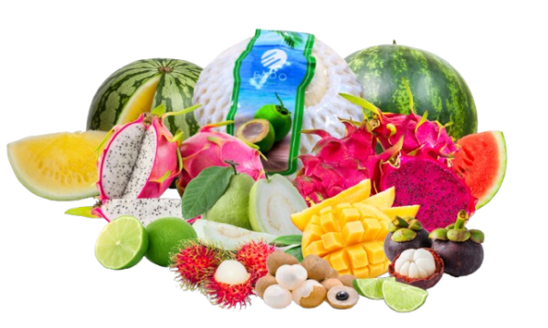 Fado IExport : Fresh Coconut Source, Premium B2B Coconut